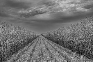 Exploring Black and White Photography: A New Perspective